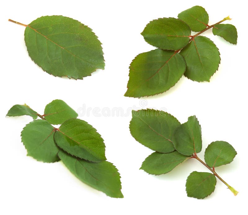 Beautiful Roses Leaf Solated on White Stock Image - Image of beauty ...