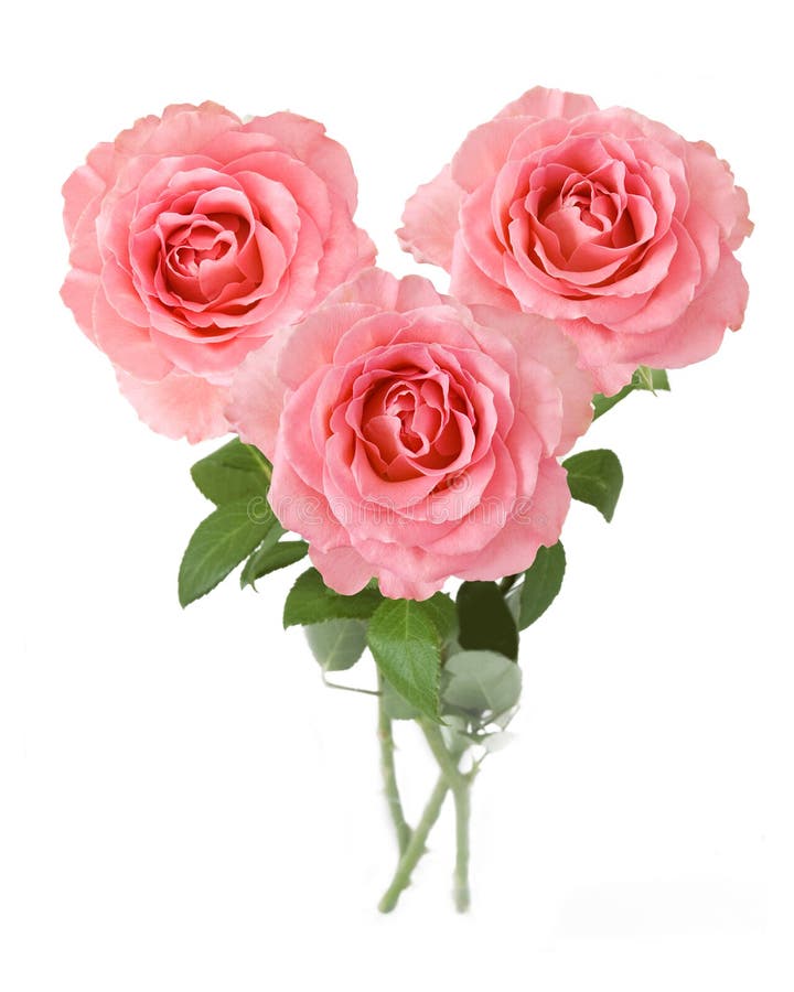 Beautiful Roses Bunch Isolated on White Stock Image - Image of garden ...