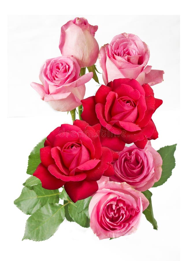 Beautiful Roses Bunch Isolated on White Stock Photo - Image of bright ...