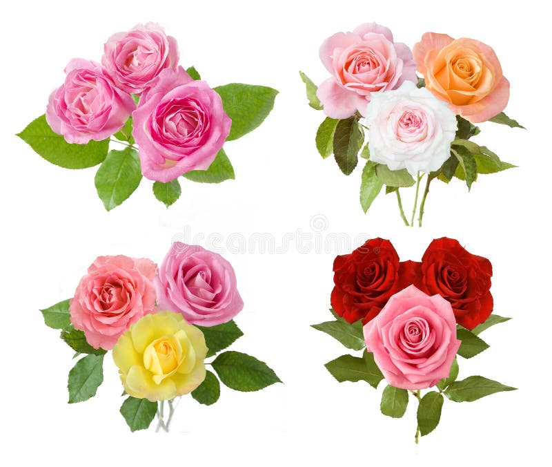 Beautiful Roses Bunch Set Isolated on White Stock Image - Image of ...