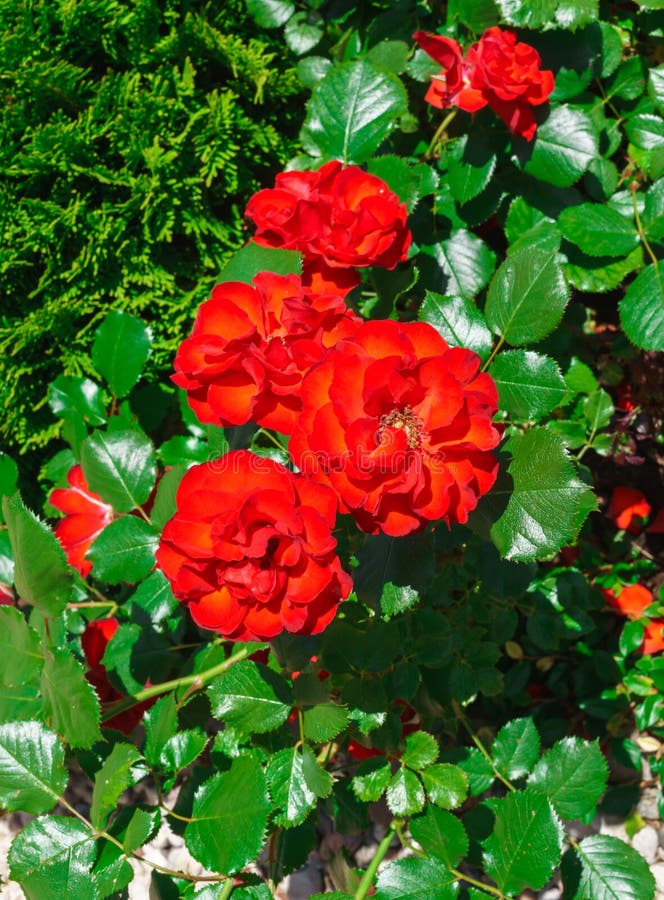 Beautiful Roses on the Bushes in the Garden Stock Image - Image of ...
