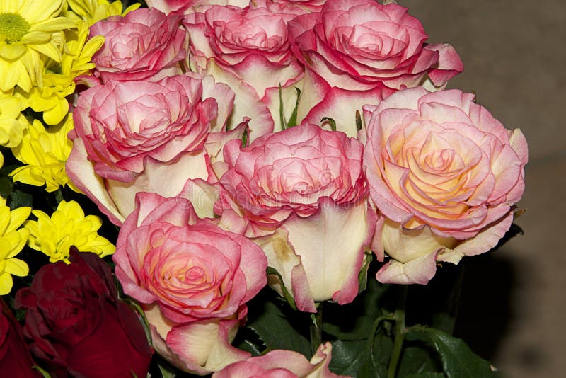 Beautiful roses stock photo. Image of multicolored, colorful - 76594698