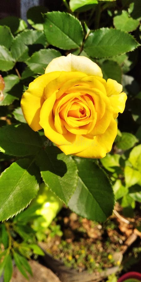 Beautiful Roses in Cold Spring Stock Photo - Image of yellow, cold ...