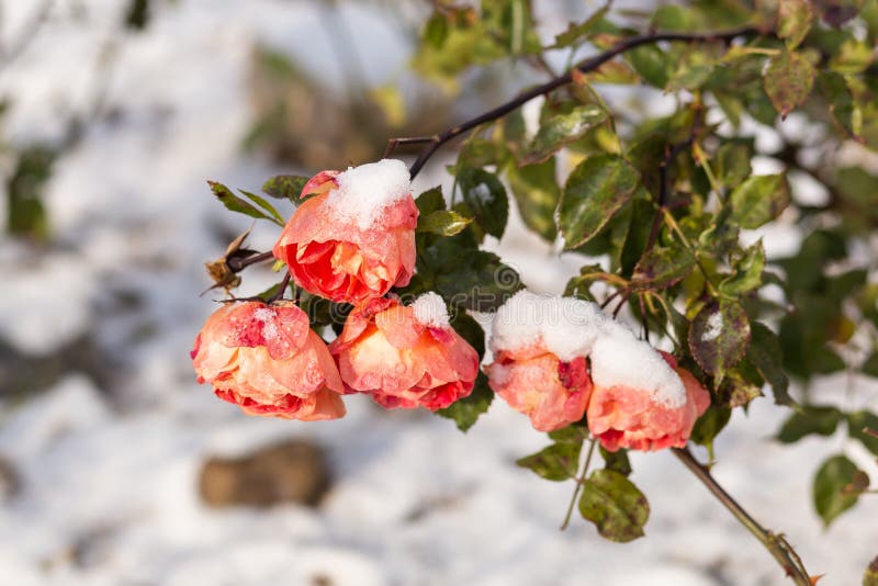 Beautiful Roses Covered First Snow Stock Image - Image of rose, flora ...