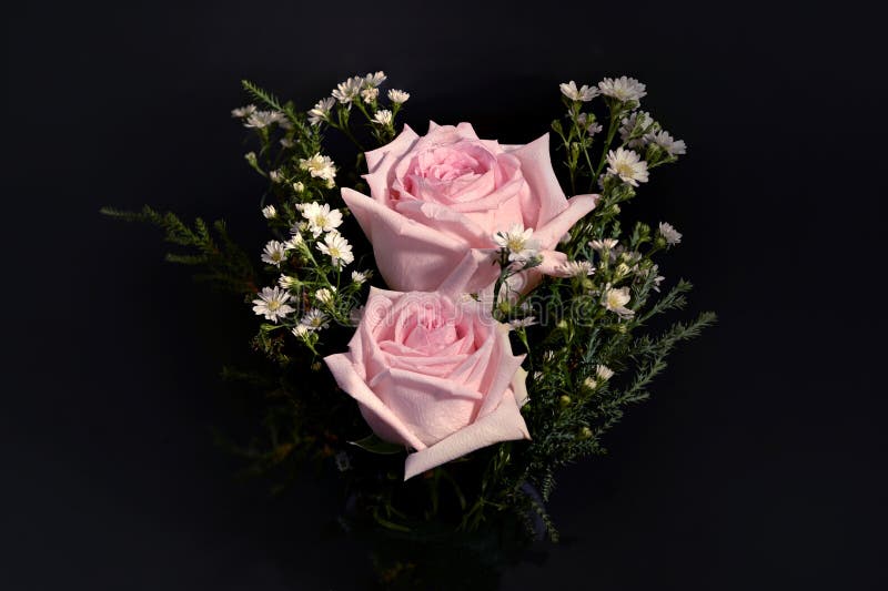 Beautiful Roses on Dark Background Stock Image - Image of blossom, gift ...