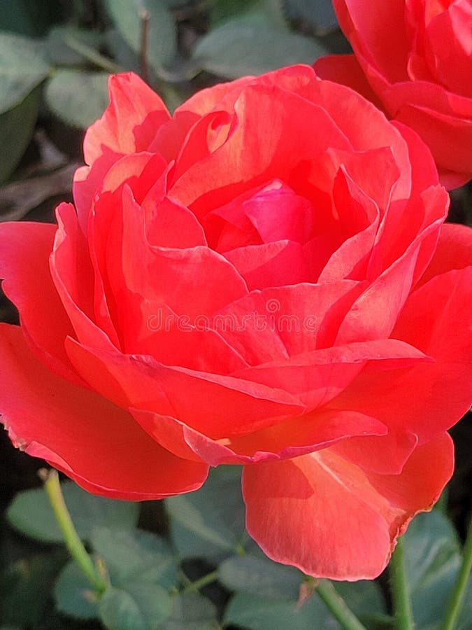 Beautiful roses in fall stock photo. Image of pink, shrub - 228660960