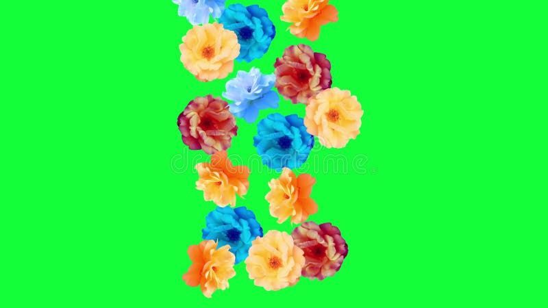 Beautiful Roses Flowers Animation, Removable Background Using Chroma ...