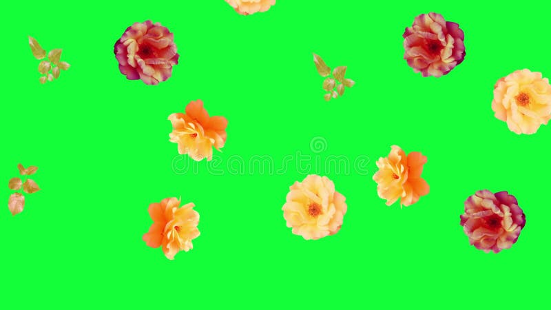 Beautiful Roses Flowers Animation, Removable Background Using Chroma ...