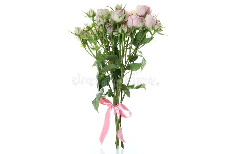 Beautiful Roses Flowers Isolated on White Background Stock Photo ...