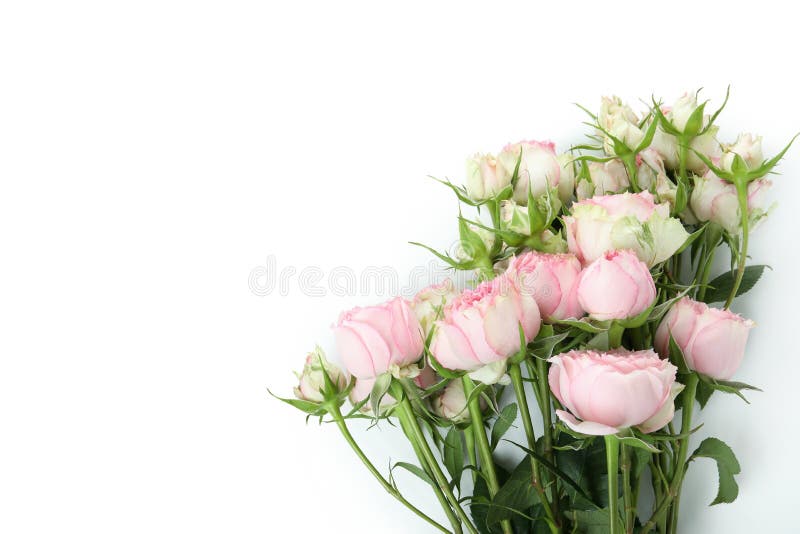 Beautiful Roses Flowers Isolated on White Background Stock Photo ...
