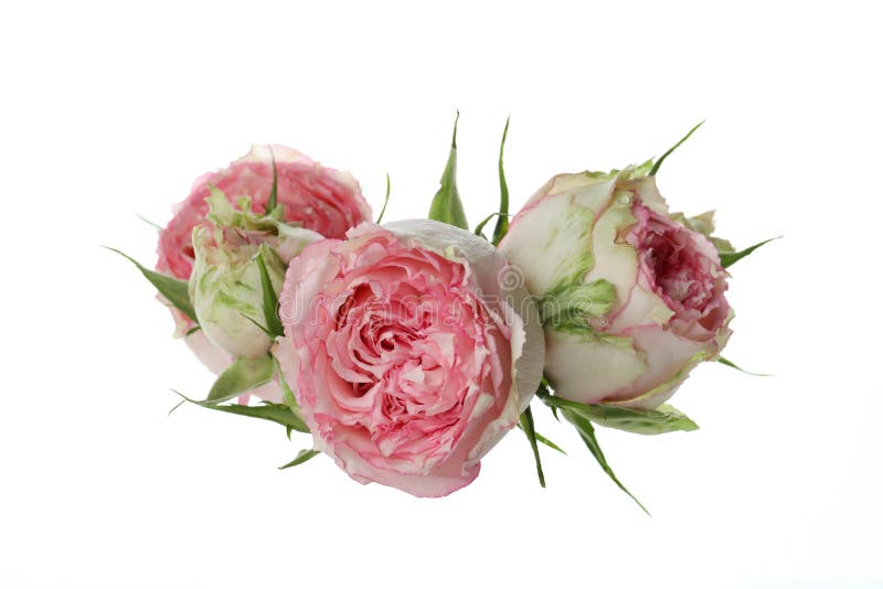 Beautiful Roses Flowers Isolated on White Background Stock Photo ...