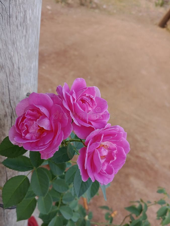 Beautiful Roses in Front of the House Stock Image - Image of summer ...