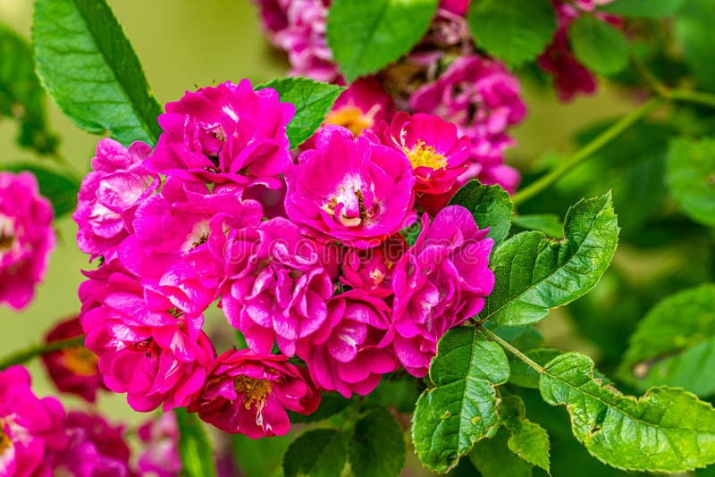 Beautiful roses stock photo. Image of summer, plant - 255726428