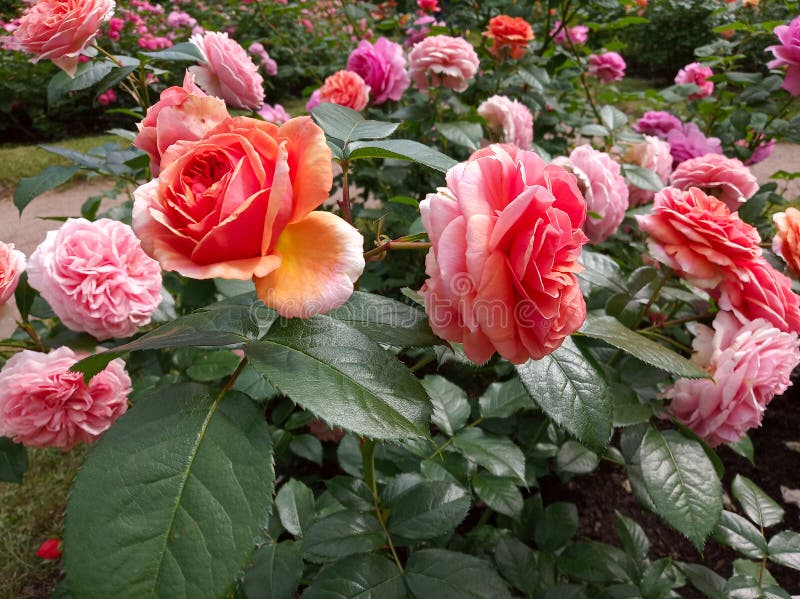 Beautiful Roses in a Garden Stock Image - Image of garden, scarlet ...
