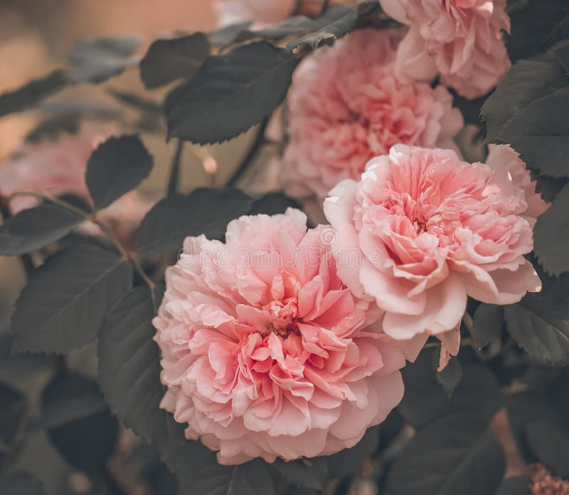 Beautiful Roses in the Garden, Retro Filter Stock Photo - Image of ...