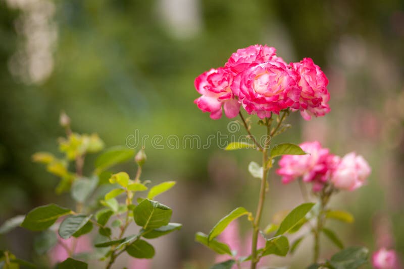 Beautiful Roses in the Garden Stock Photo - Image of gift, health: 39894294