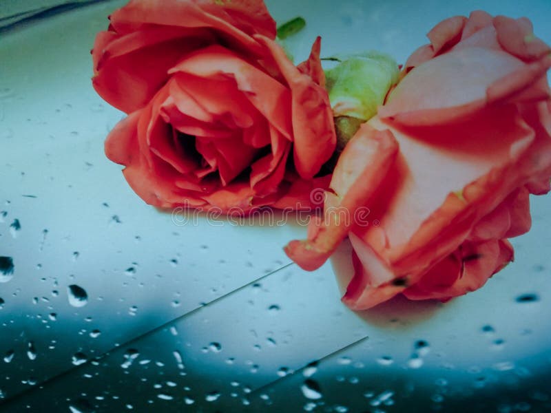 Beautiful Roses on Glass Table Stock Image - Image of beautiful, table ...