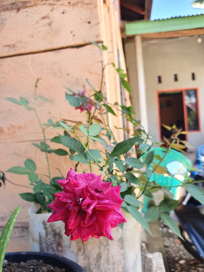 Beautiful Roses Growing in Pots Stock Photo - Image of pink, beautiful ...