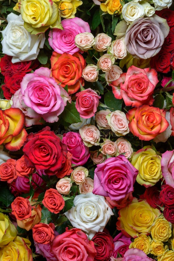 Beautiful roses stock photo. Image of flower, bunch, arrangement - 44854648