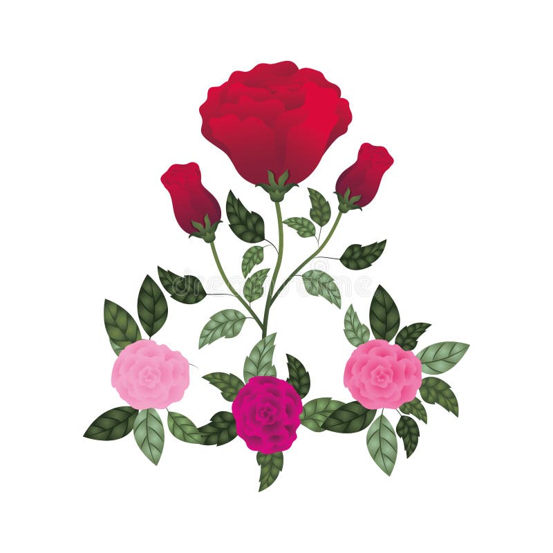 Beautiful Roses with Leafs Isolated Icon Stock Vector - Illustration of ...
