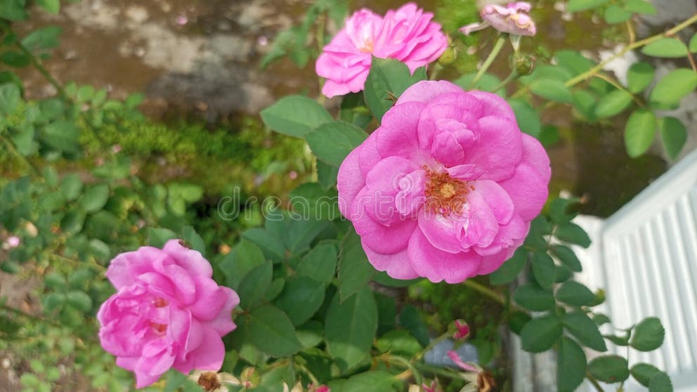 Beautiful Roses Native To Indonesia Stock Photo - Image of plant ...