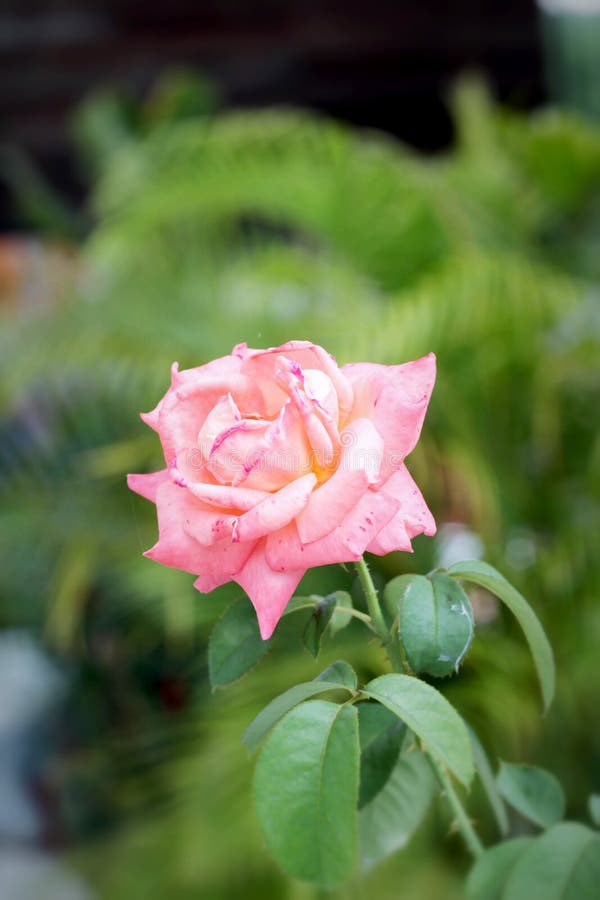 Beautiful Roses with the Nature Stock Image - Image of spring ...