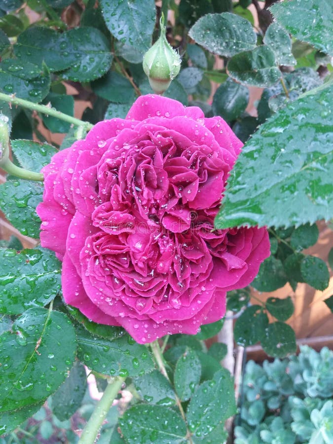 Nice Rose stock photo. Image of beautiful, roses, nice - 118098698