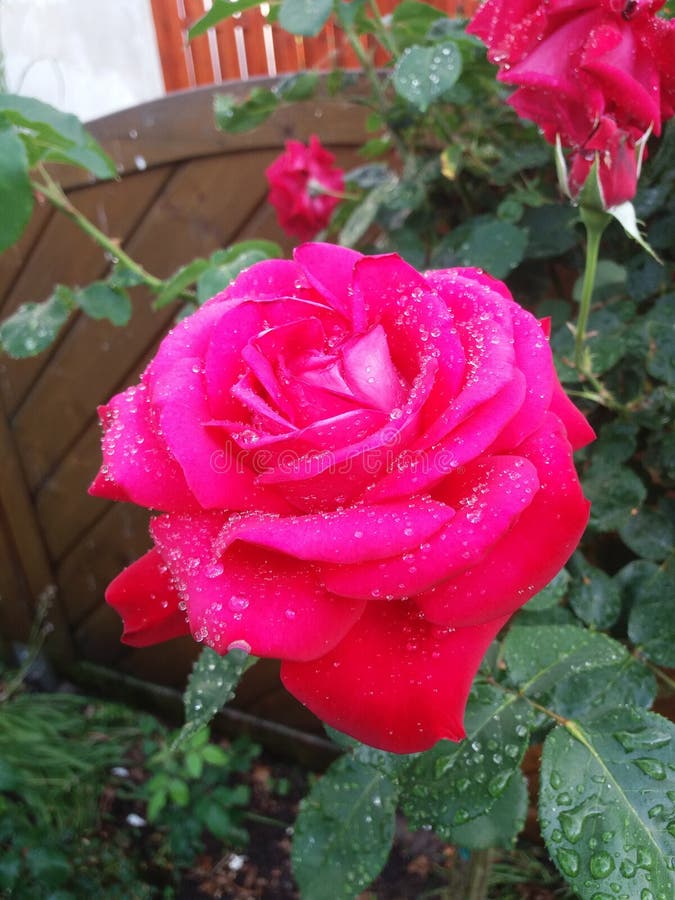 Nice Rose stock image. Image of nice, rose, roses, beautiful - 118098717