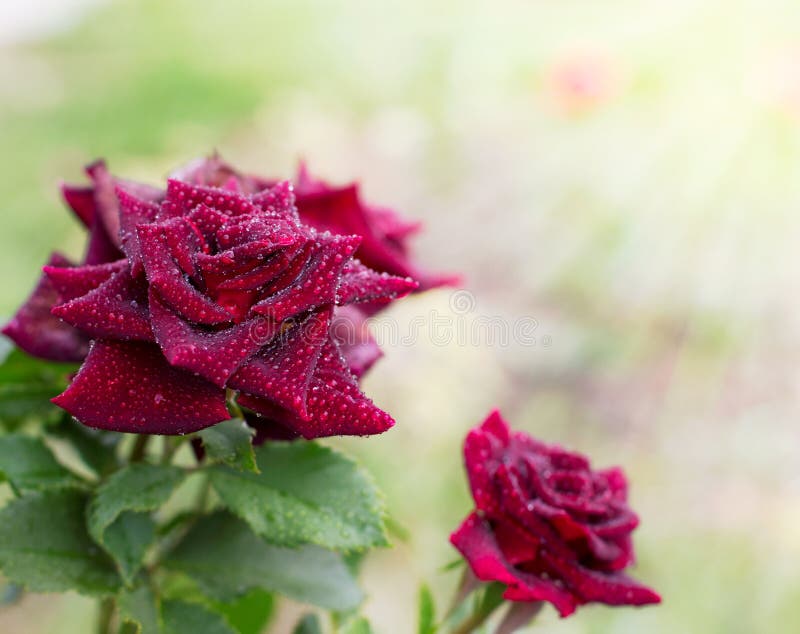 Beautiful roses outdoor stock photo. Image of drop, backgound - 20032864