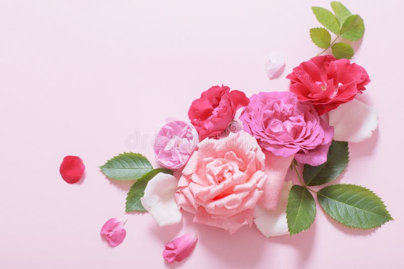 Roses on Pink Paper Background Stock Photo - Image of beautiful, card ...