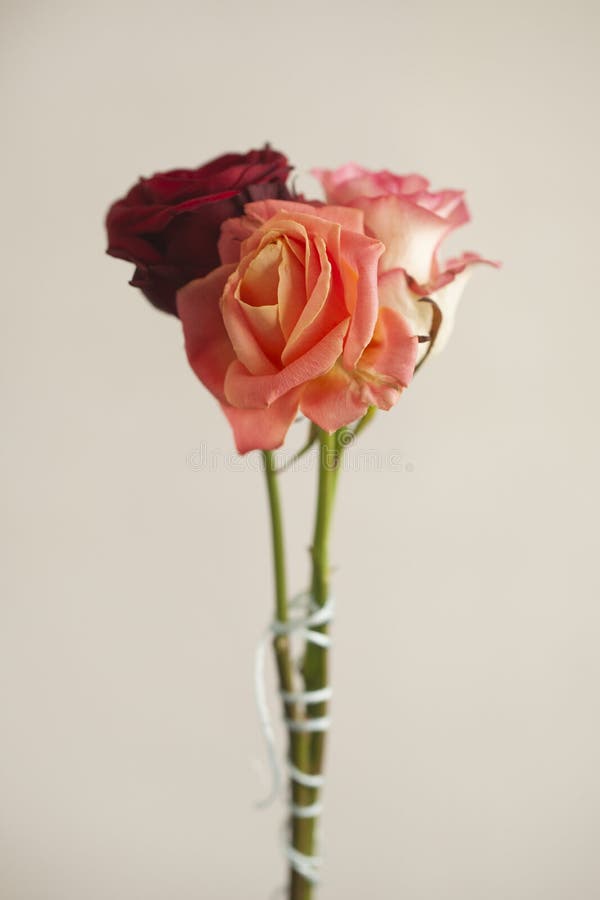 Beautiful Roses on a Plain Gray Background. Stock Photo - Image of ...