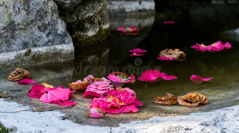 Beautiful Roses in a Puddle Stock Photo - Image of nature, withered ...