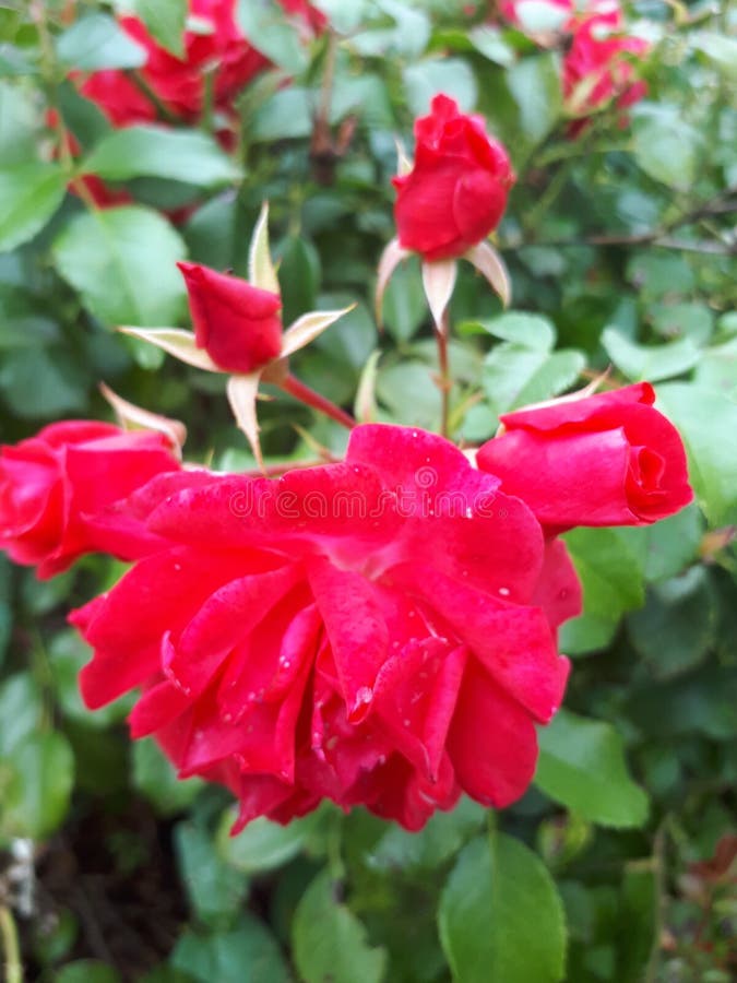 Beautiful Roses stock photo. Image of flowers, rose - 124870006