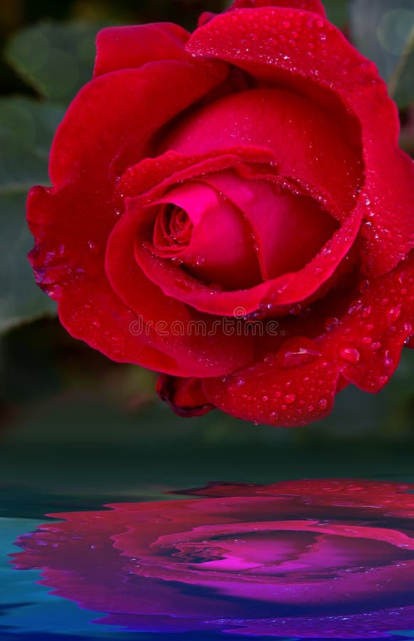 454 Beautiful Red Roses Water Reflection Photos - Free & Royalty-Free ...