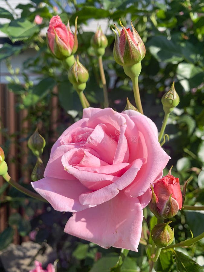 Beautiful Roses in Summer Garden. Studio Photo Stock Image - Image of ...