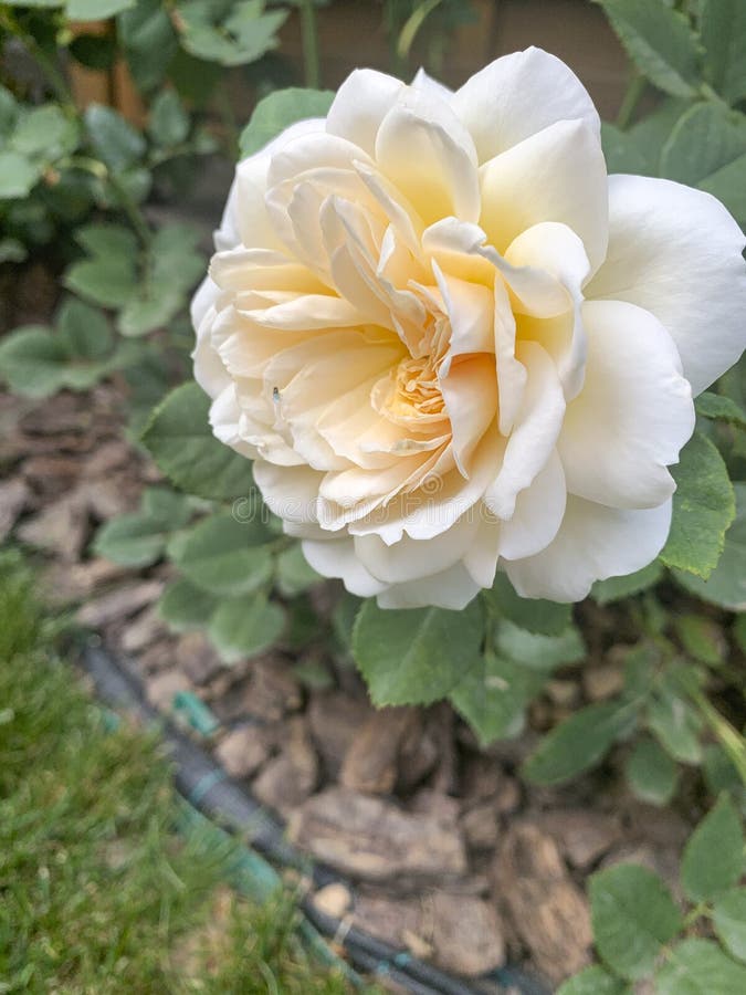 Beautiful Roses in Summer Garden. Studio Photo Stock Image - Image of ...