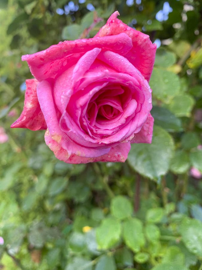 Beautiful Roses in Summer Garden. Studio Photo Stock Photo - Image of ...
