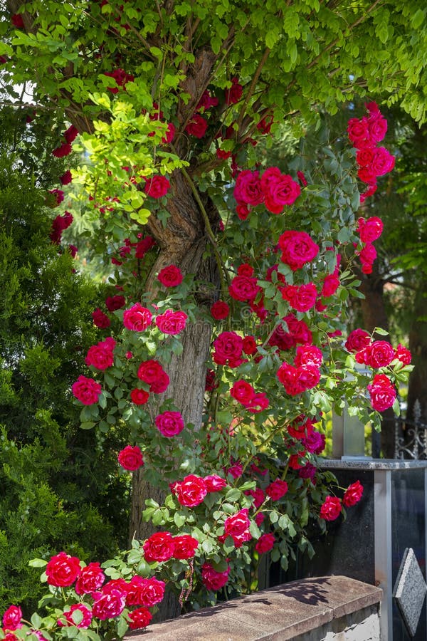 Beautiful roses stock image. Image of nature, love, flora - 184867265