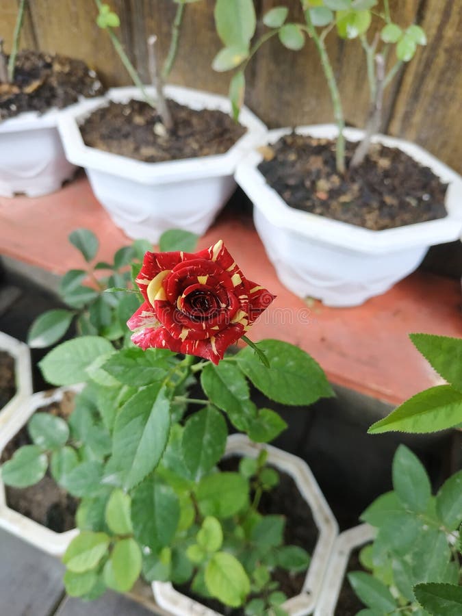 Beautiful Roses Two Tone Red and Yellow Stock Image - Image of roses ...
