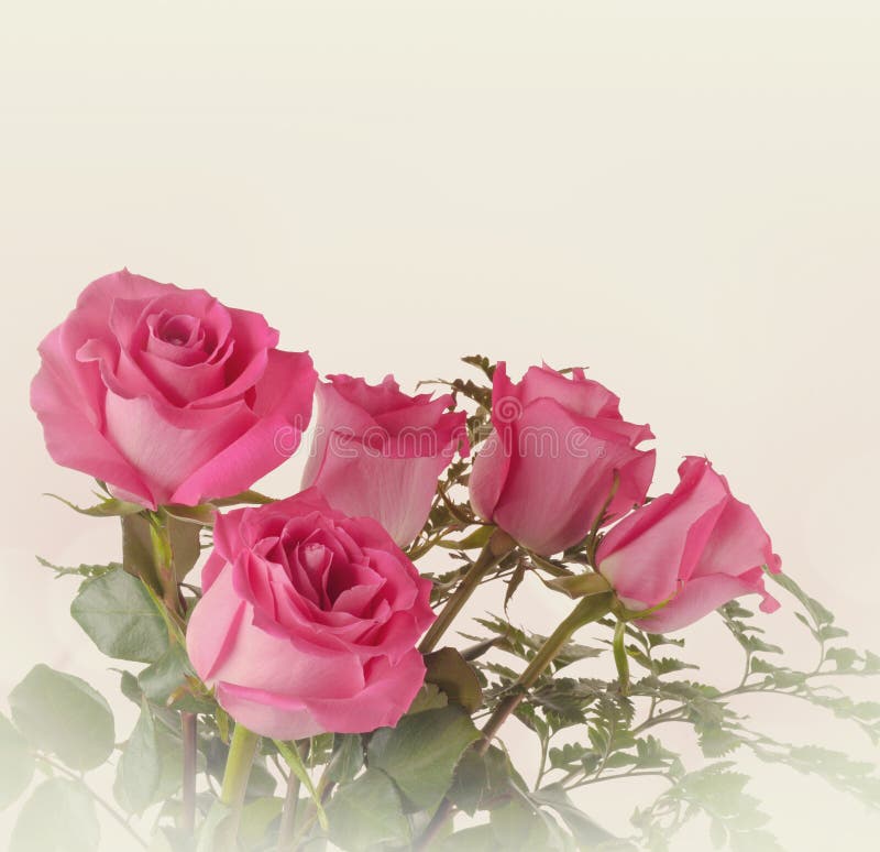 Beautiful Roses in Vintage Style Stock Image - Image of pink, roses ...