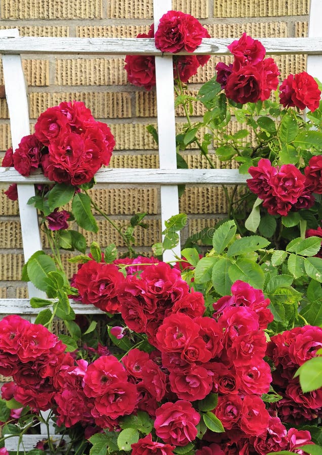 Red Rose Trellis stock image. Image of blossom, graceful - 964729