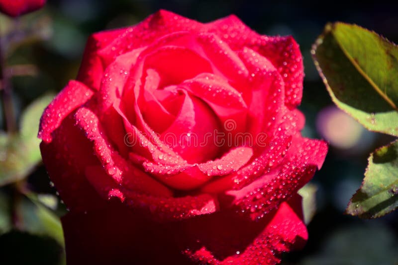Beautiful Roses with Water Drops Stock Image - Image of buds, flowers ...