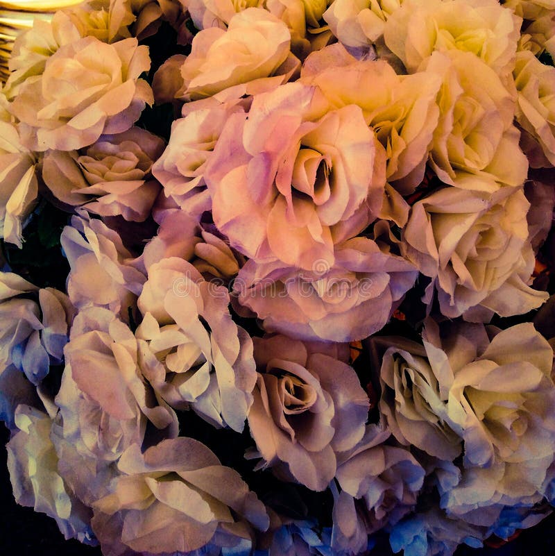 Beautiful Roses for Wedding Day Stock Photo - Image of rose, roses ...