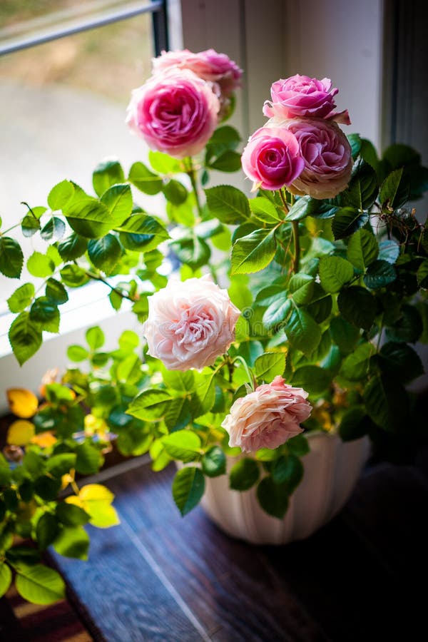 Beautiful Roses on the Windowsill Stock Image - Image of colorful ...