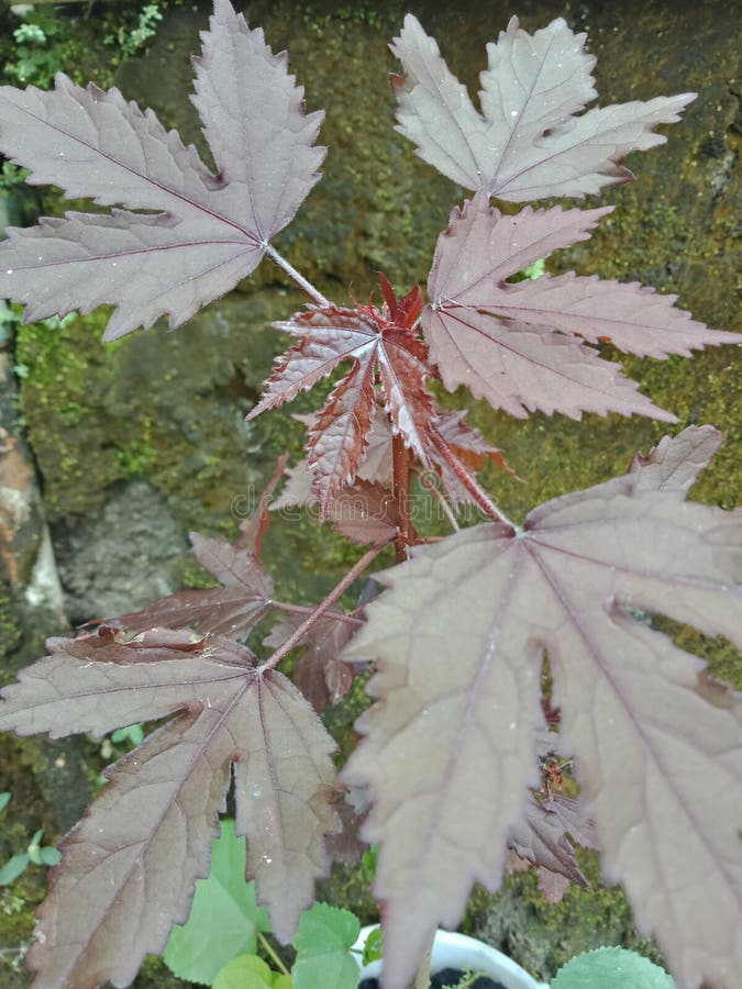 Beautiful and Rosy Leaves of the Panama Red Tree Stock Photo - Image of ...