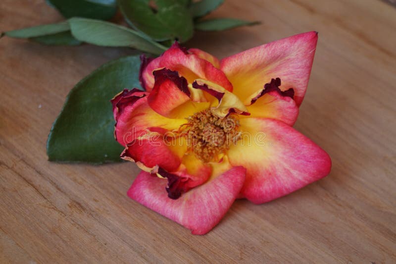 Beautiful rosy rose stock image. Image of tenderness - 100924677