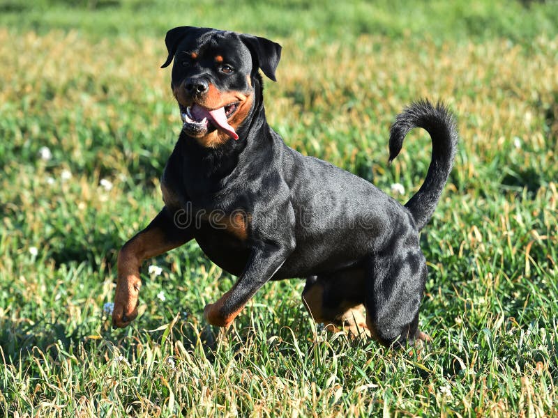 Ferocious Rottweiler Barking Stock Image - Image of security, black ...