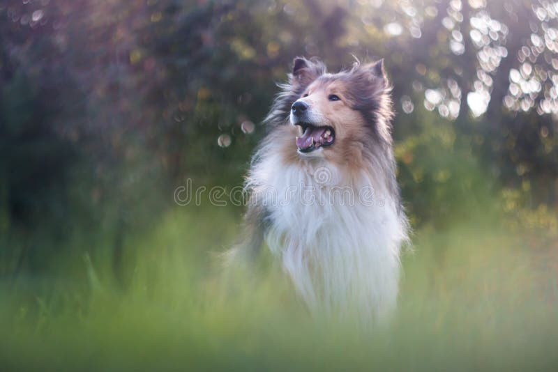 Beautiful Long Haired Fluffy Rough Collie Standing Stock Image - Image ...