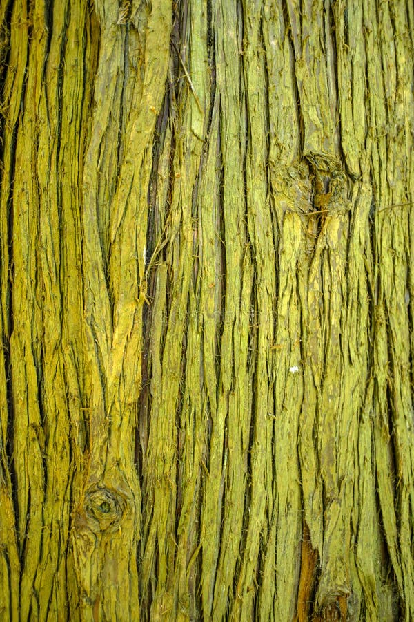 Rough Tree Bark Structure stock image. Image of vegetation - 298124915