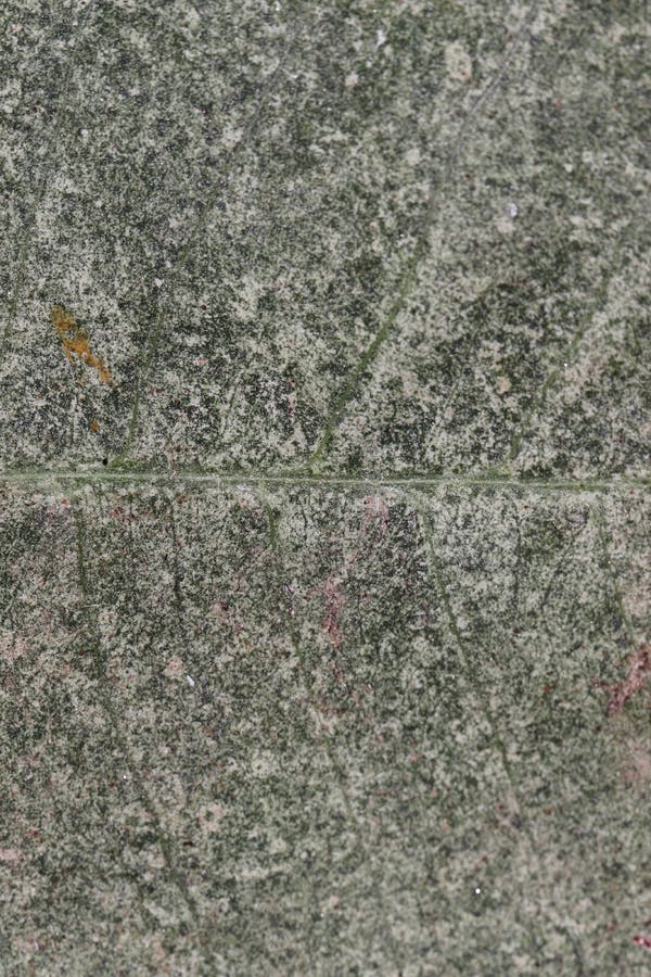 Beautiful Rough Texture and Pattern Background of Leaf of Green Tree or ...